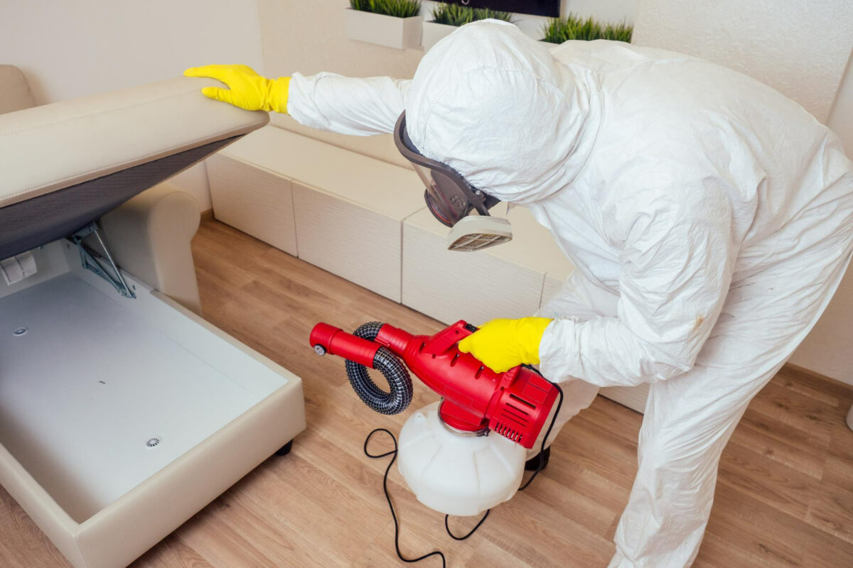 Safe & Effective Mice Extermination in Washington | EJ's Pest Control