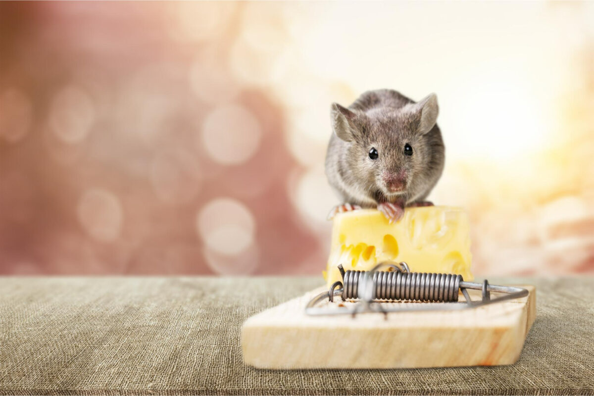 Mice Control - How To Get Rid Of Mice In The House - EJS Pest Control