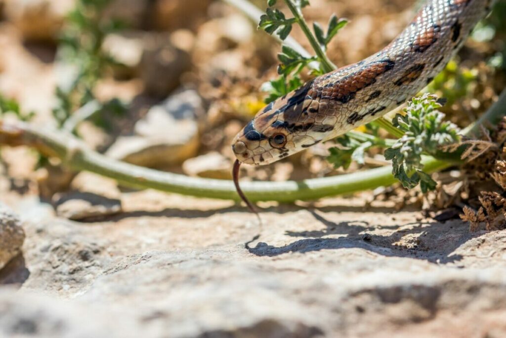 Snake Control Services in Washington DC | EJ's Pest Control